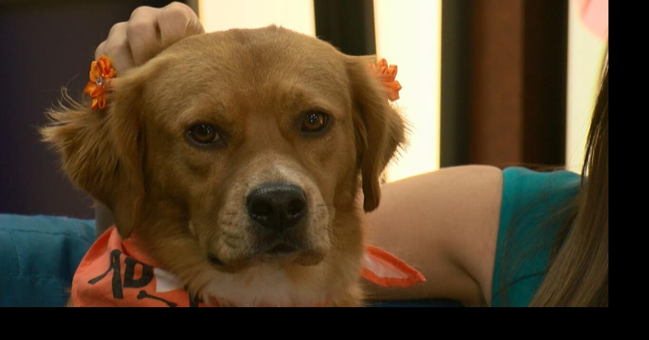 Pet Tuesday: Adopt Calista! Acadiana Animal Aid's Adoptable Dog of the ...