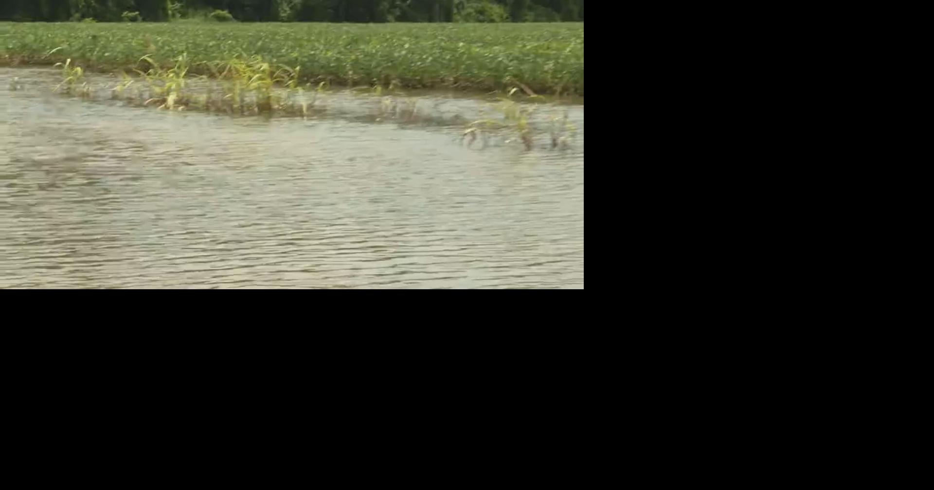 Louisiana ag commissioner outlines path to federal aid for flood ...