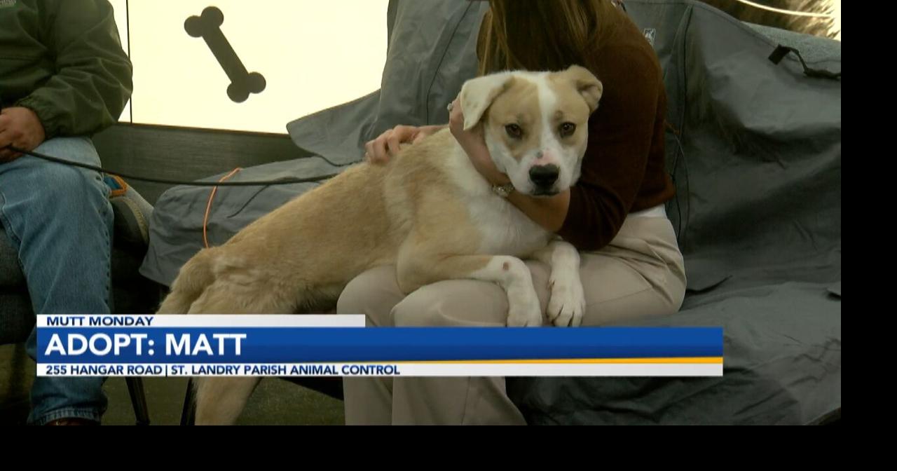 Mutt Monday: Adopt Matt! A Fluffy Good Boy Looking For A Home ...