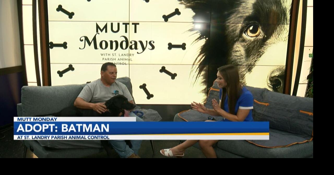 Mutt Monday: Adopt Batman! St. Landry Parish Animal Control's Pet of ...