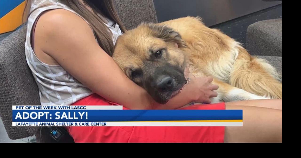 Meet: Sally Lafayette Animal Shelter and Care Center's Pet of the Week ...