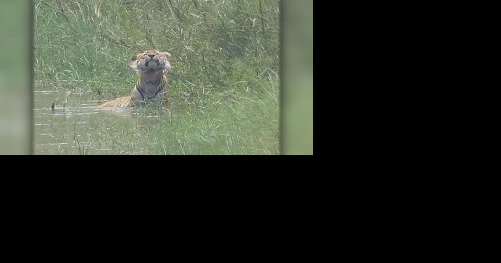 Social media post claiming tiger roaming around Acadiana is hoax ...