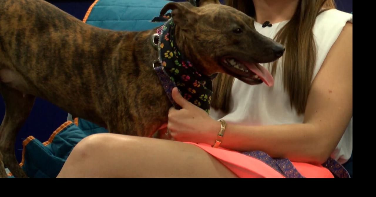 Pet Tuesday: Adopt, Smiley Miley! Acadiana Animal Aid's Pet of the Week ...
