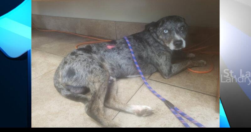 Humane Society is offering a $750 reward for the person responsible for ...