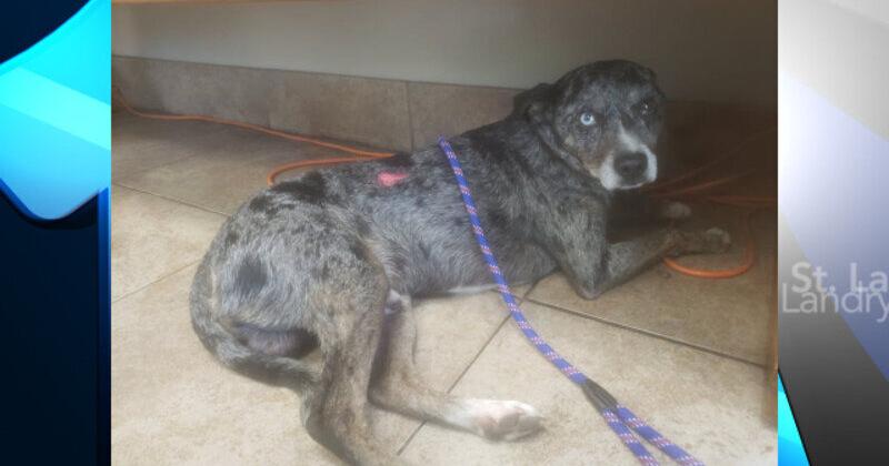Humane Society is offering a $750 reward for the person responsible for ... Humane Society is offering a $750 reward for the person responsible for ...