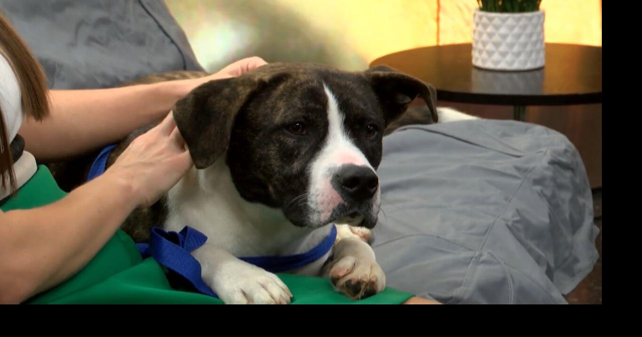 Furever Home Friday: Adopt Alfredo, Lafayette Animal Shelter and Care ...