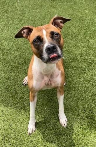 Furever Home Friday: Meet Lady Boo Berry! | News | kadn.com