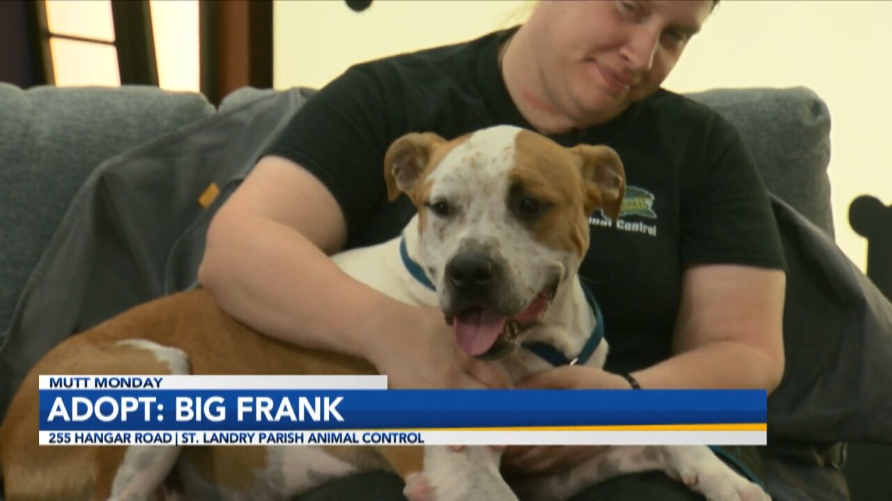 Mutt Monday: Adopt Big Frank, A Big Goofy Boy With A Whole Lot Of Love ...