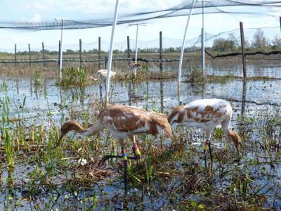 whooping crane population