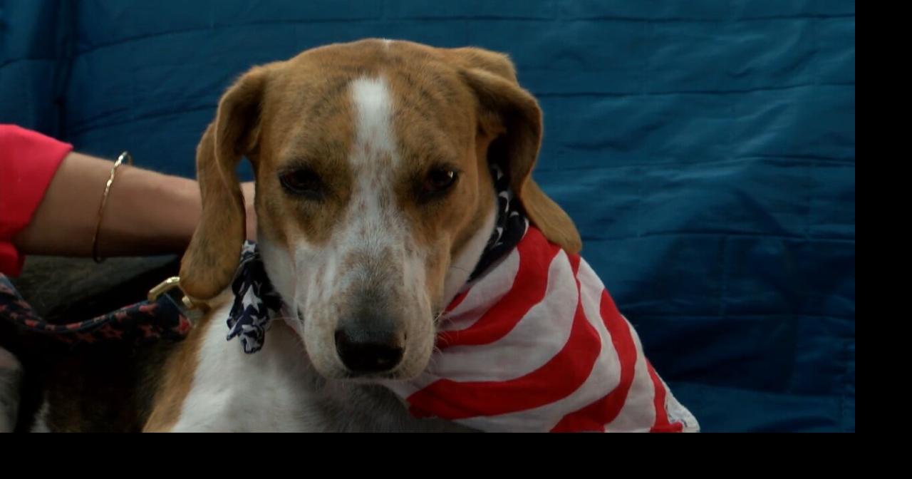 Pet Tuesday: Adopt O'livia! Acadiana Animal Aid's Pet of the Week ...