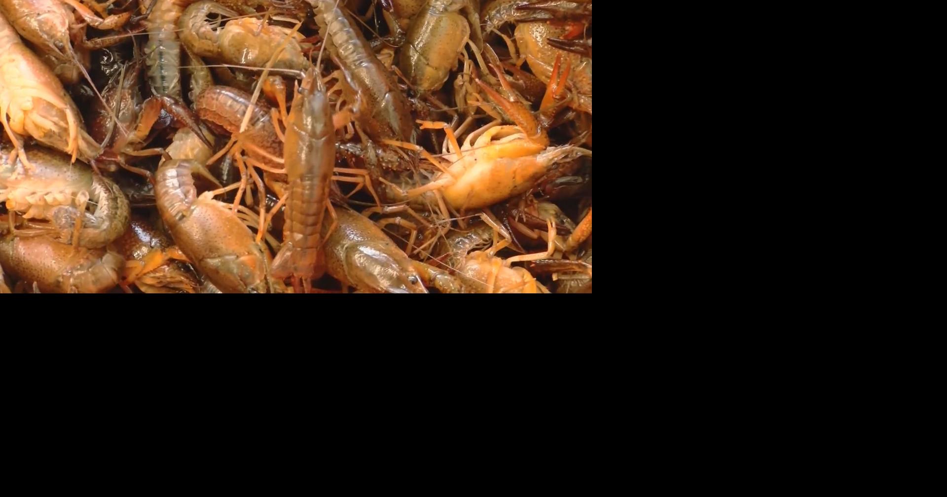 Louisiana ag commissioner says it may take crawfish industry up to 5 ...