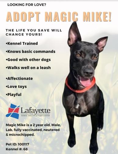 Meet Magic Mike! LASCC's Pet of the Week | News | kadn.com