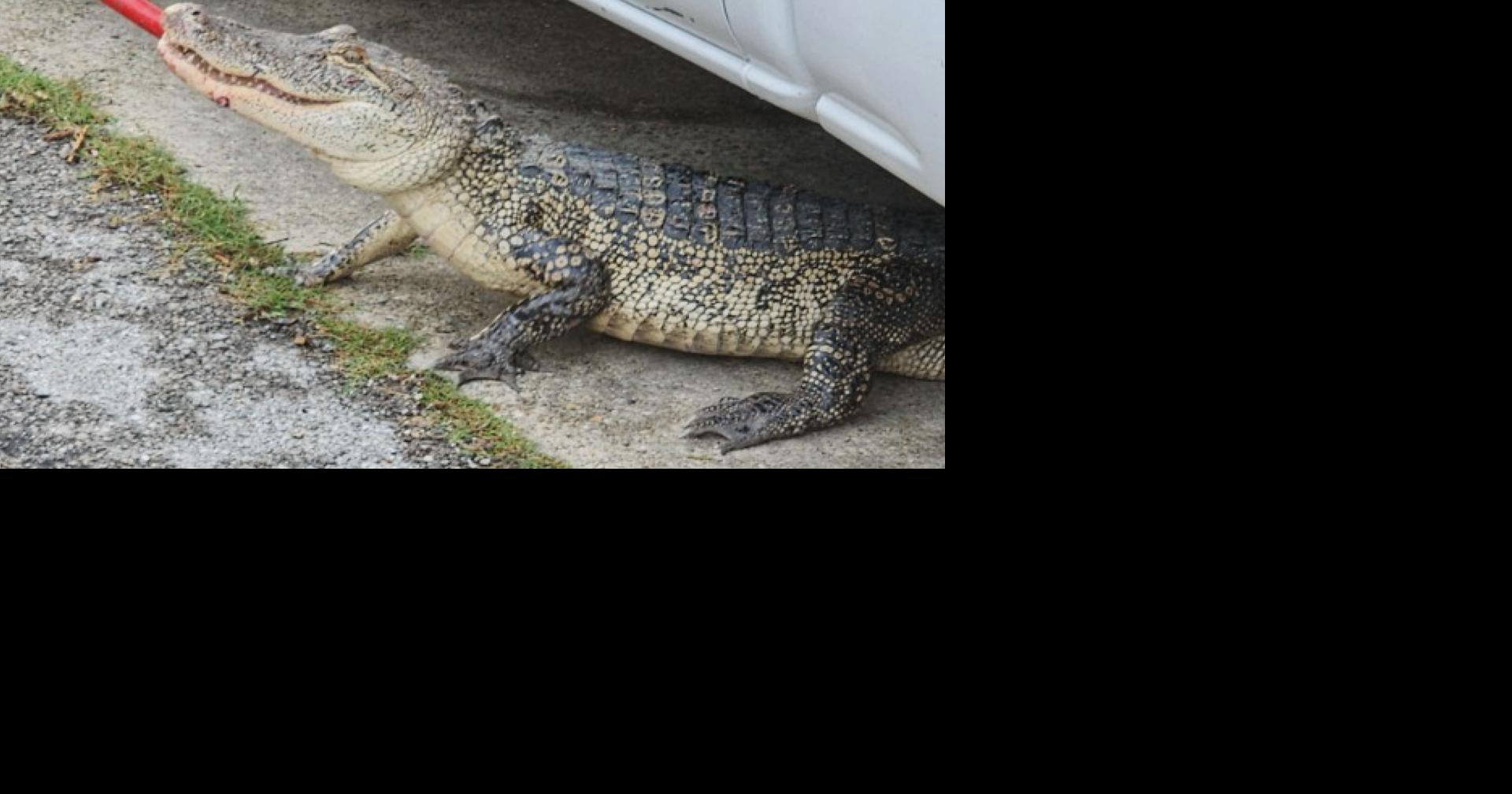 7-foot alligator found hiding under pickup truck in Rayne after heavy ...