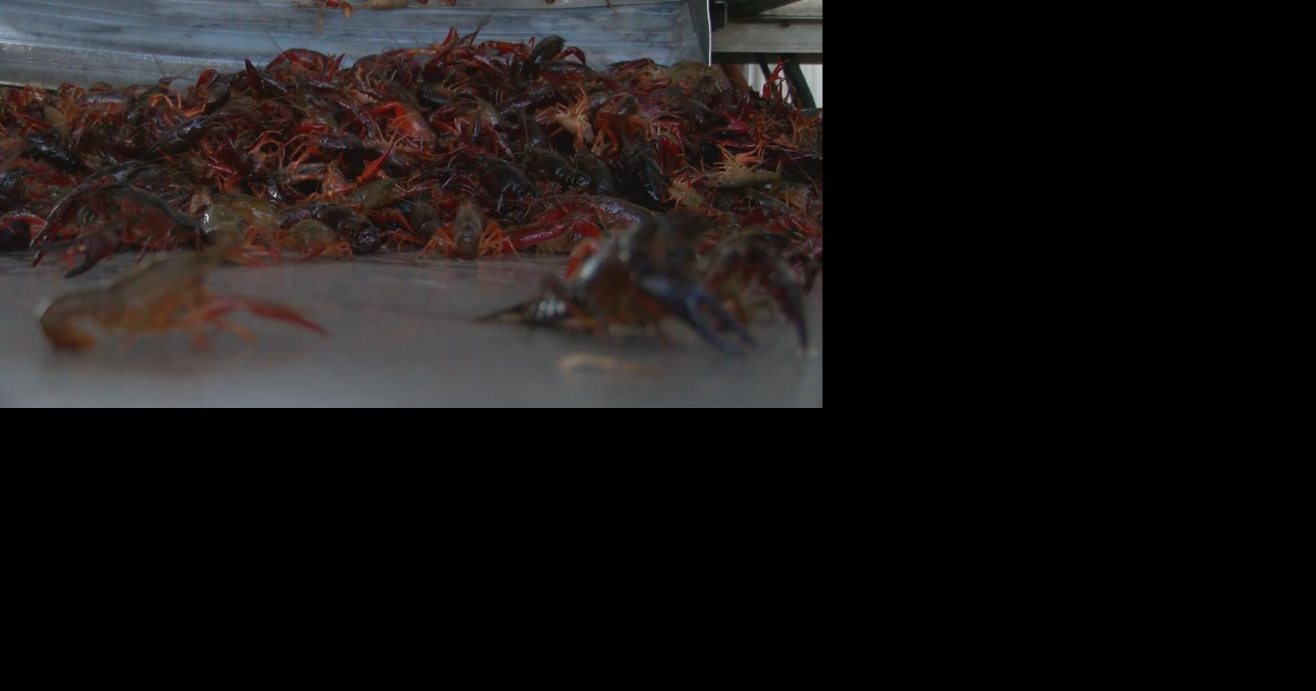 Despite slow start, promising crawfish season expected | Local | kadn.com