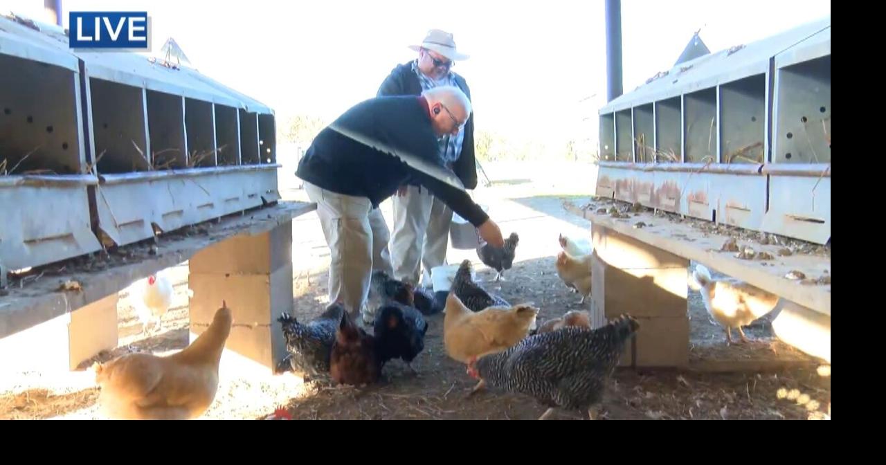 Feeding the chickens at T. Moise Farms and Al Hebert also collects ...