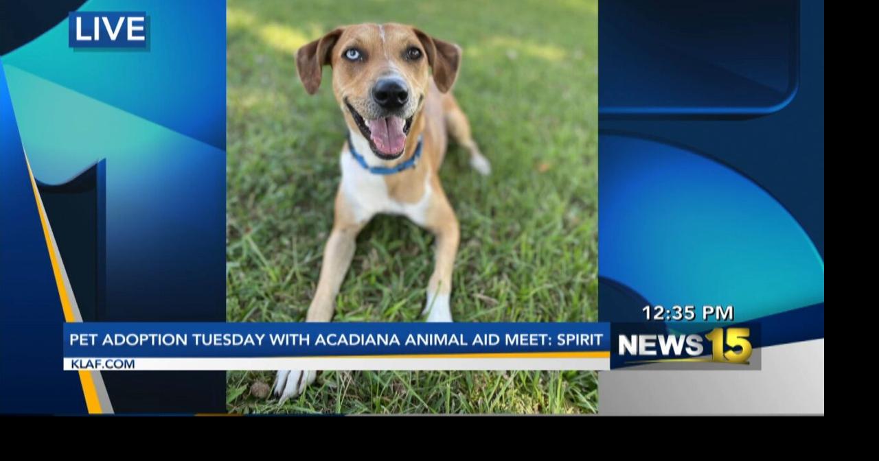 Meet Avalon and Spirit, Acadiana Animal Aid's Pets of the Week | News ...