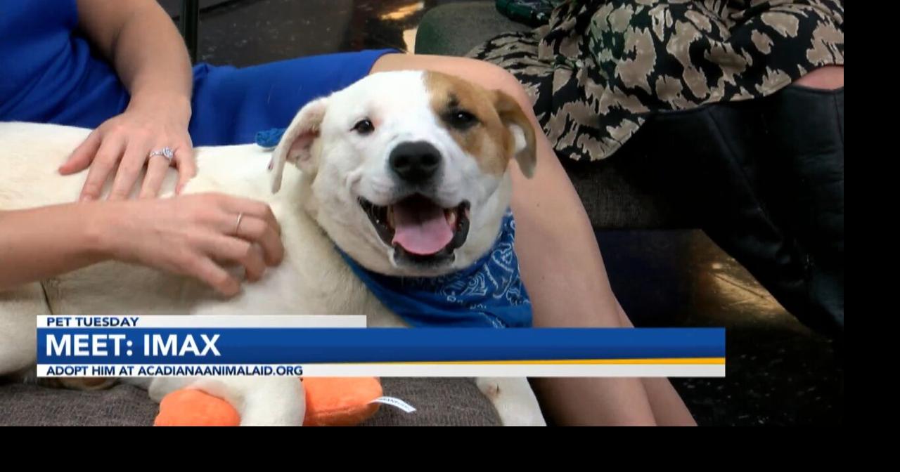 Pet Tuesday: Meet IMAX! A Cuddly Pup Who Wants His Perfect Couch ...