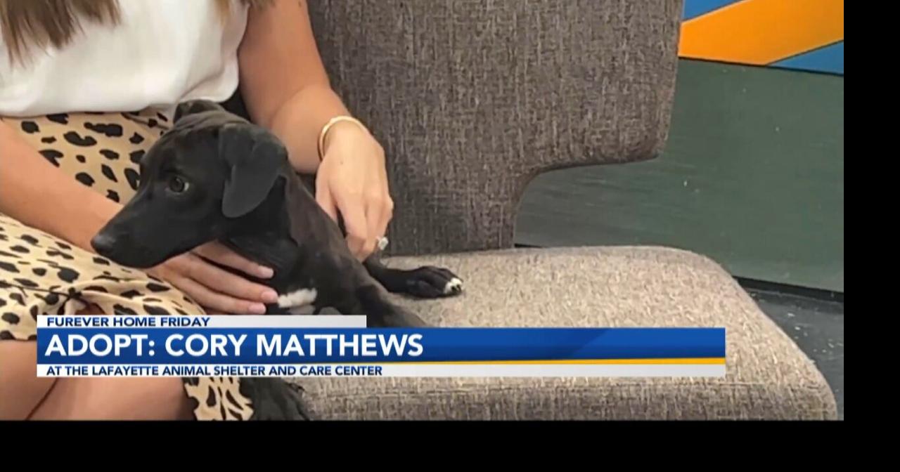 Adopt: Cory Matthews! Lafayette Animal Shelter and Care Centers Pet of ...