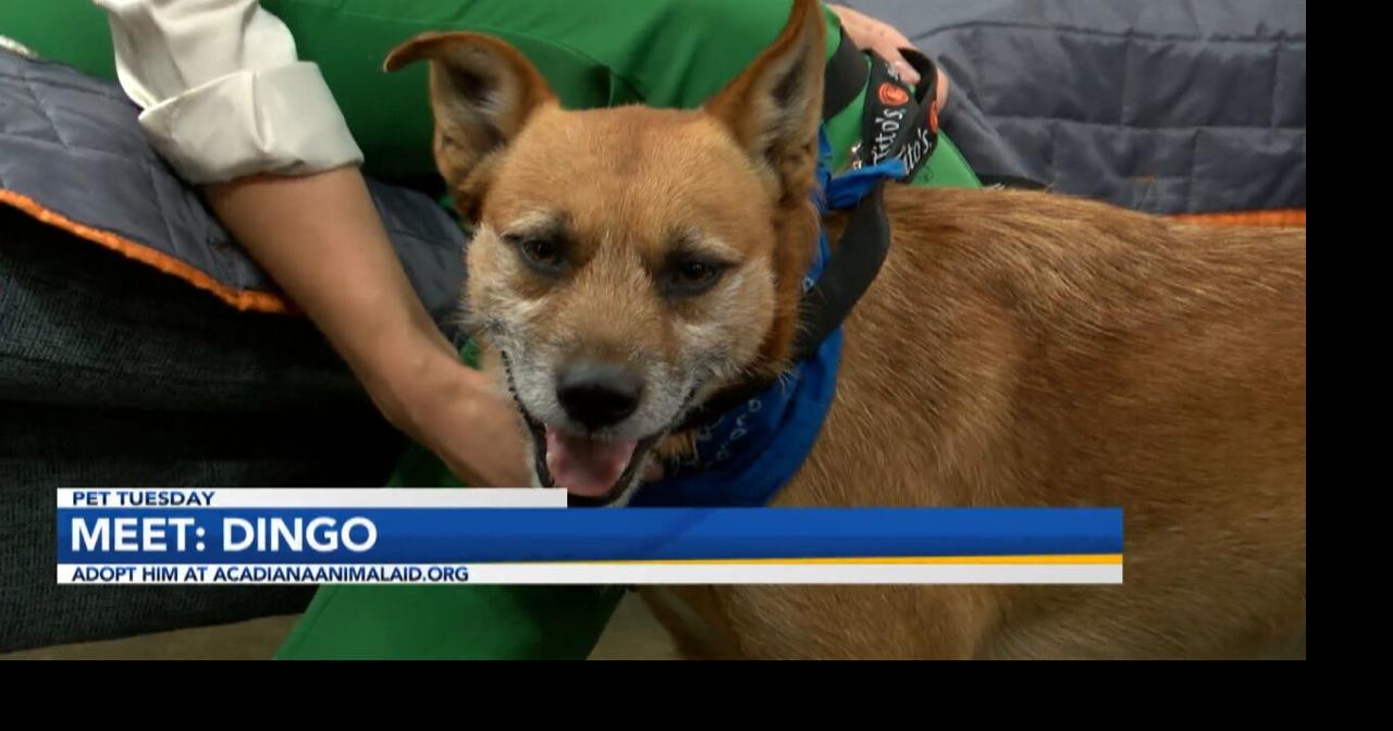 Adopt: Dingo! Acadiana Animal Aid's Pet of the Week | Features | kadn.com