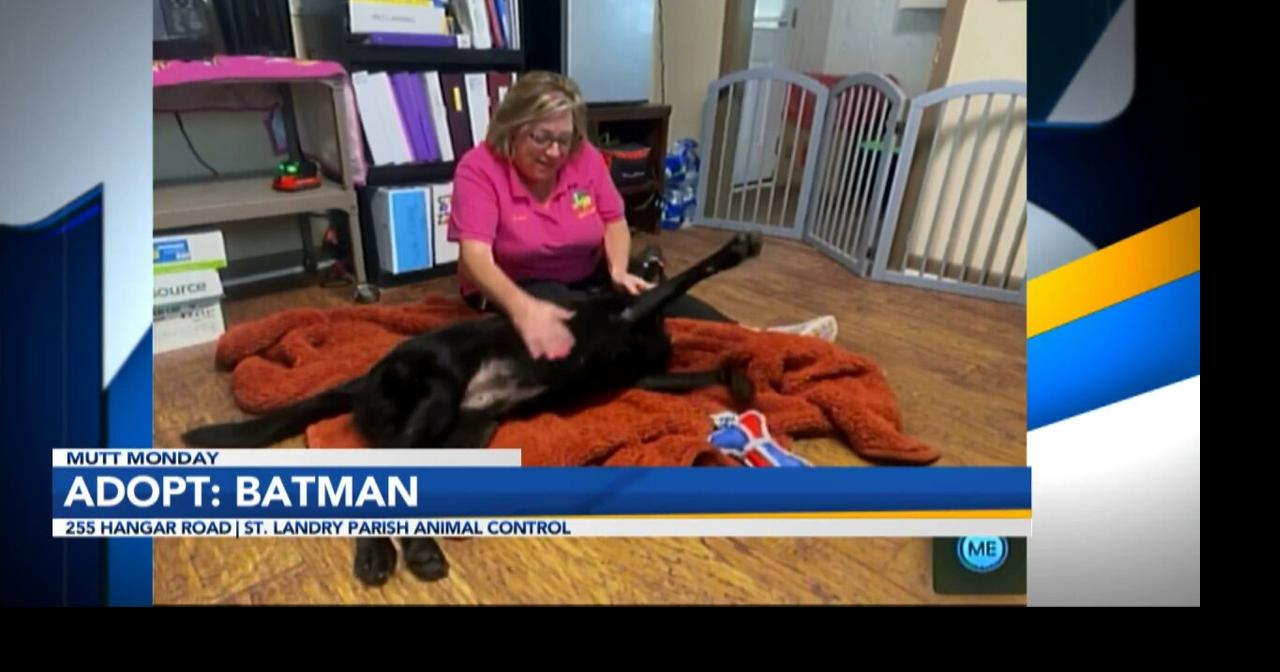 Mutt Monday: Adopt Batman at the St. Landry Parish Animal Control ...