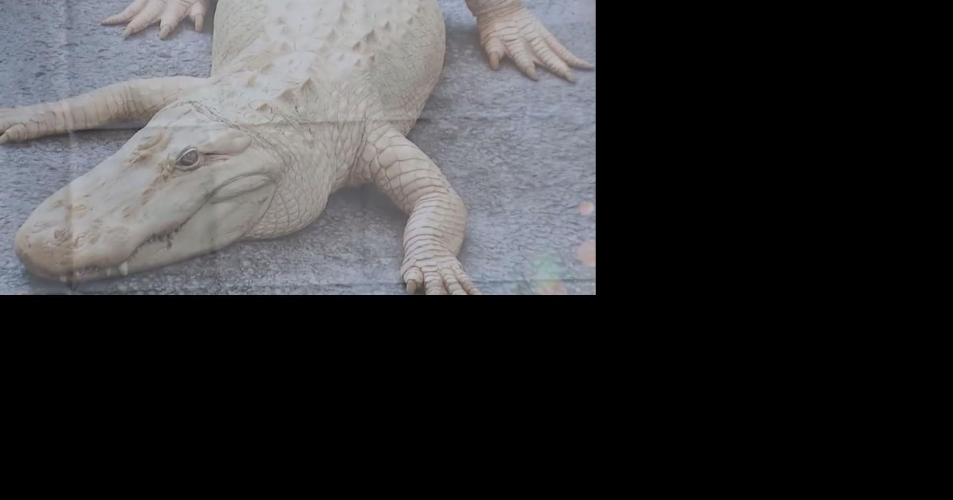 Beloved 'Claude' the albino alligator from Louisiana honored with ...