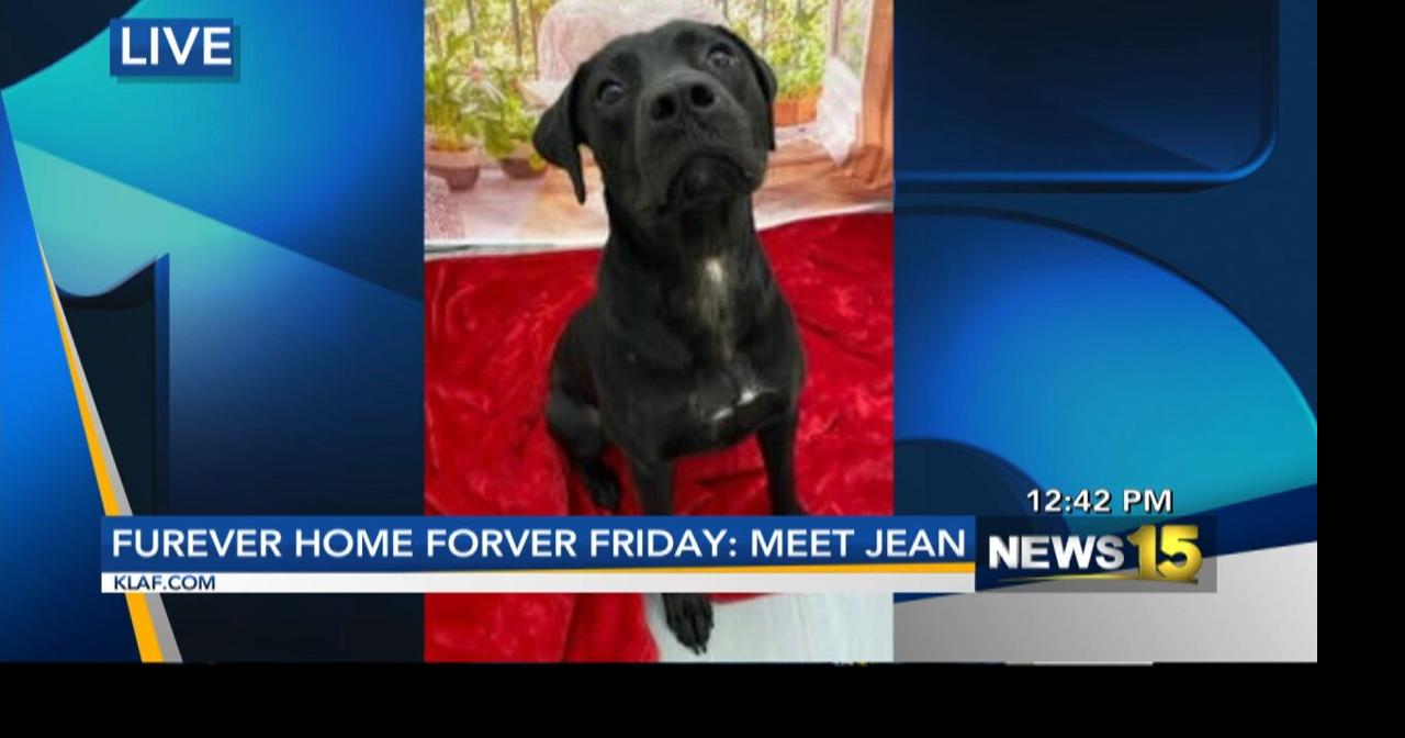 Meet Jean! Lafayette Animal Shelter and Care Center's Pet of the Week ...