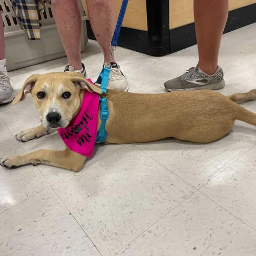 Pet Tuesday: Meet Boxcar and Lester! Acadiana Animal Aid's Pets of the ...