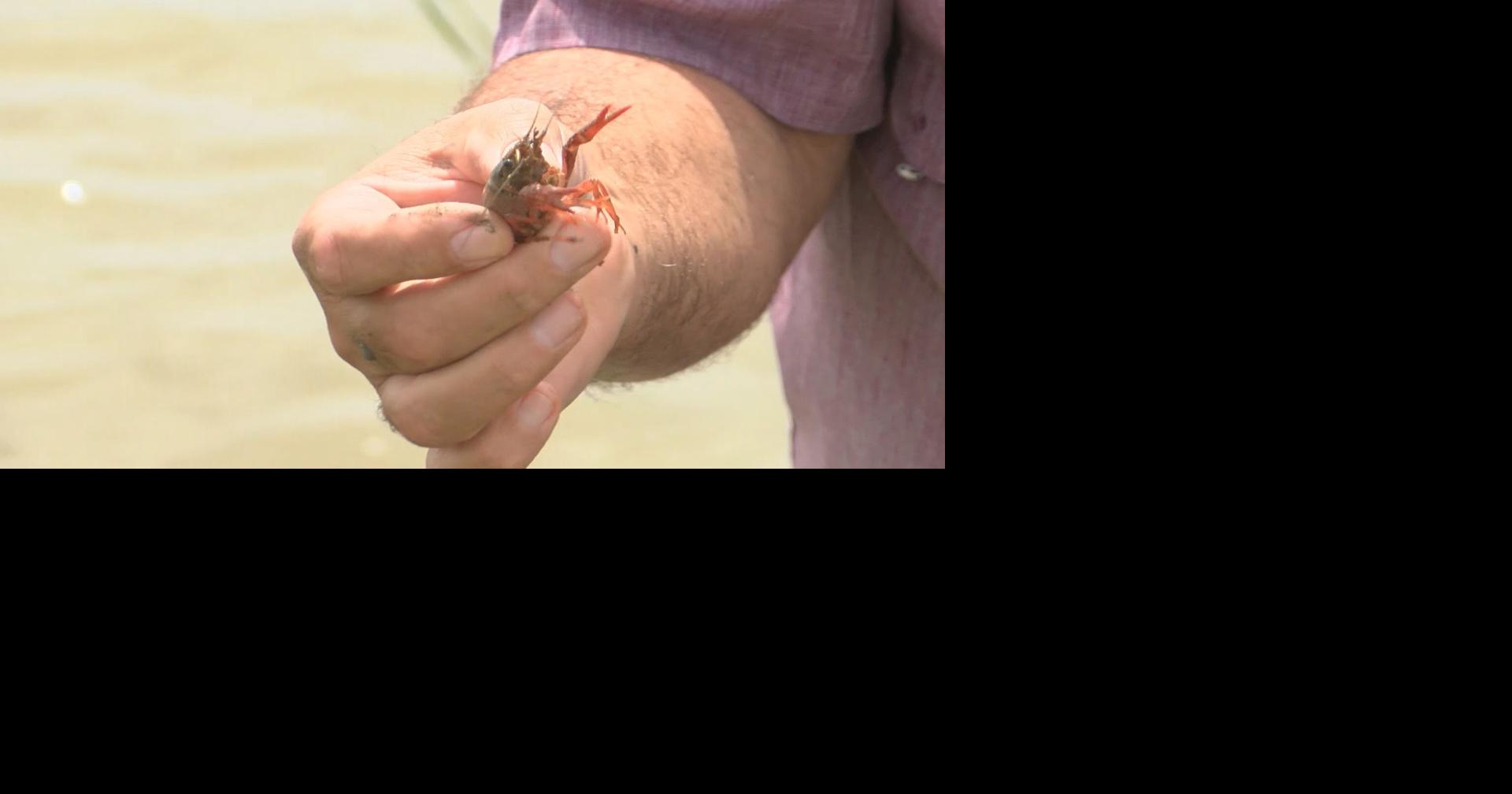 Breaux Bridge Crawfish Festival kicks off; season nearing end | Local ...