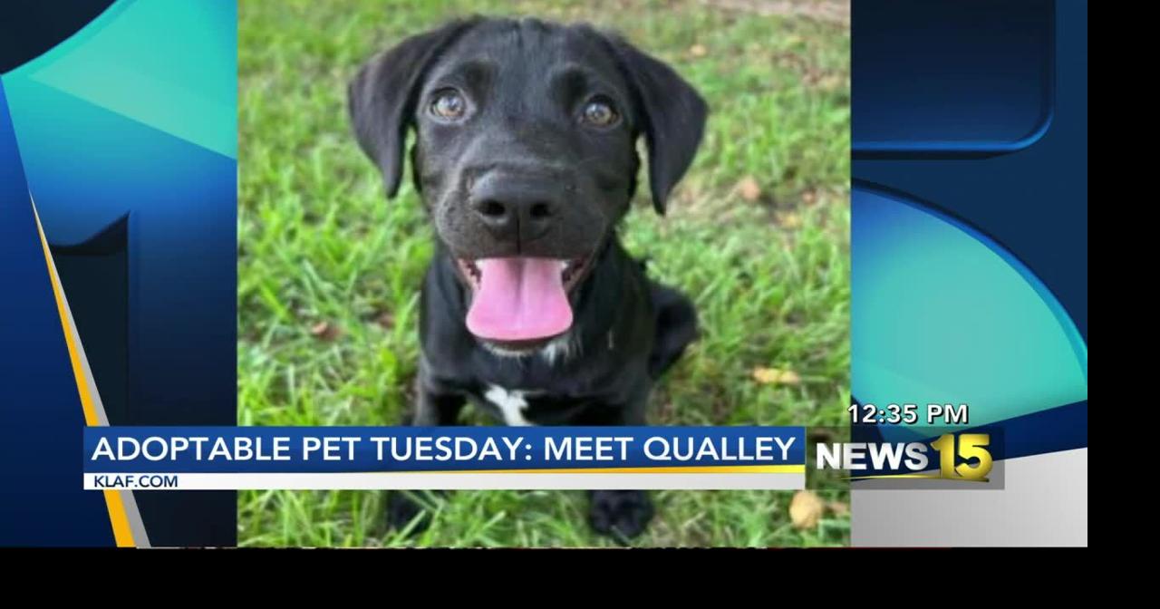 Pet Tuesday: Meet Strudel and Qualley! Acadiana Animal Aid's Pet of the ...