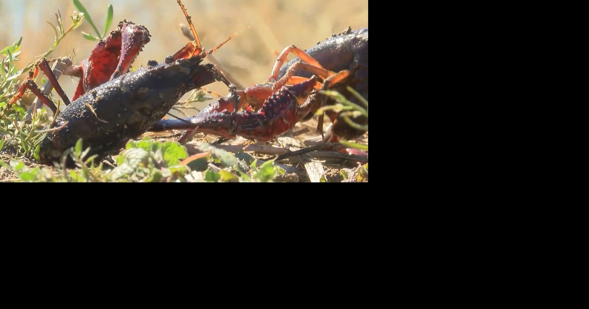 Snow may have saved crawfish, some Louisiana crops from freeze | State ...