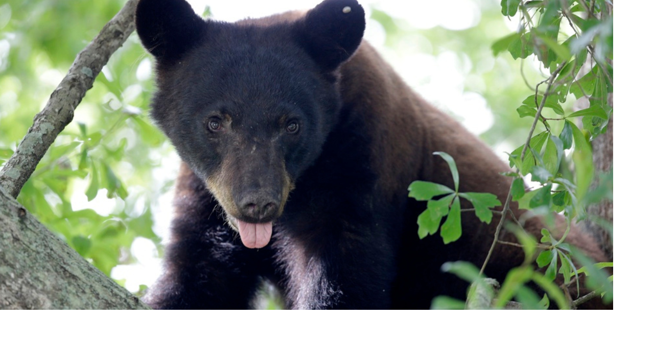 Louisiana looks to revive black bear hunting for 1st time in decades, but there's pushback ...