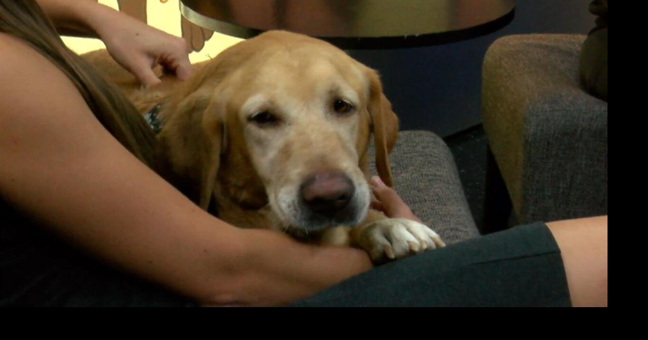 Pet Tuesday: Adopt 8 Year Old Layton, Acadiana Animal Aid's Pet of the ...
