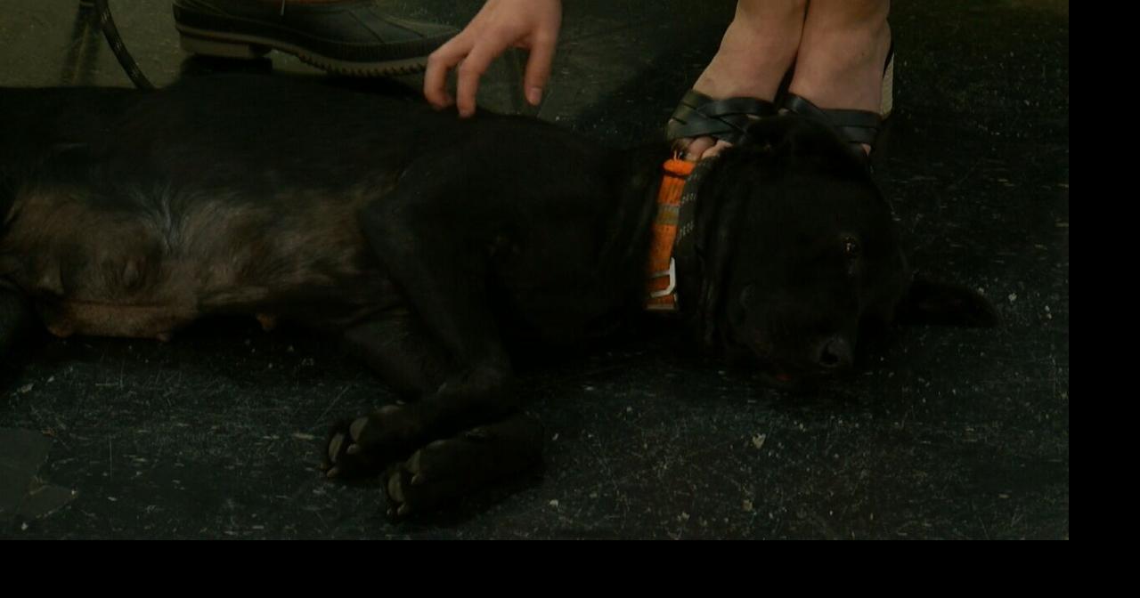 Mutt Monday: Adopt Dixie! A Sweet Labrador Looking For A Home ...