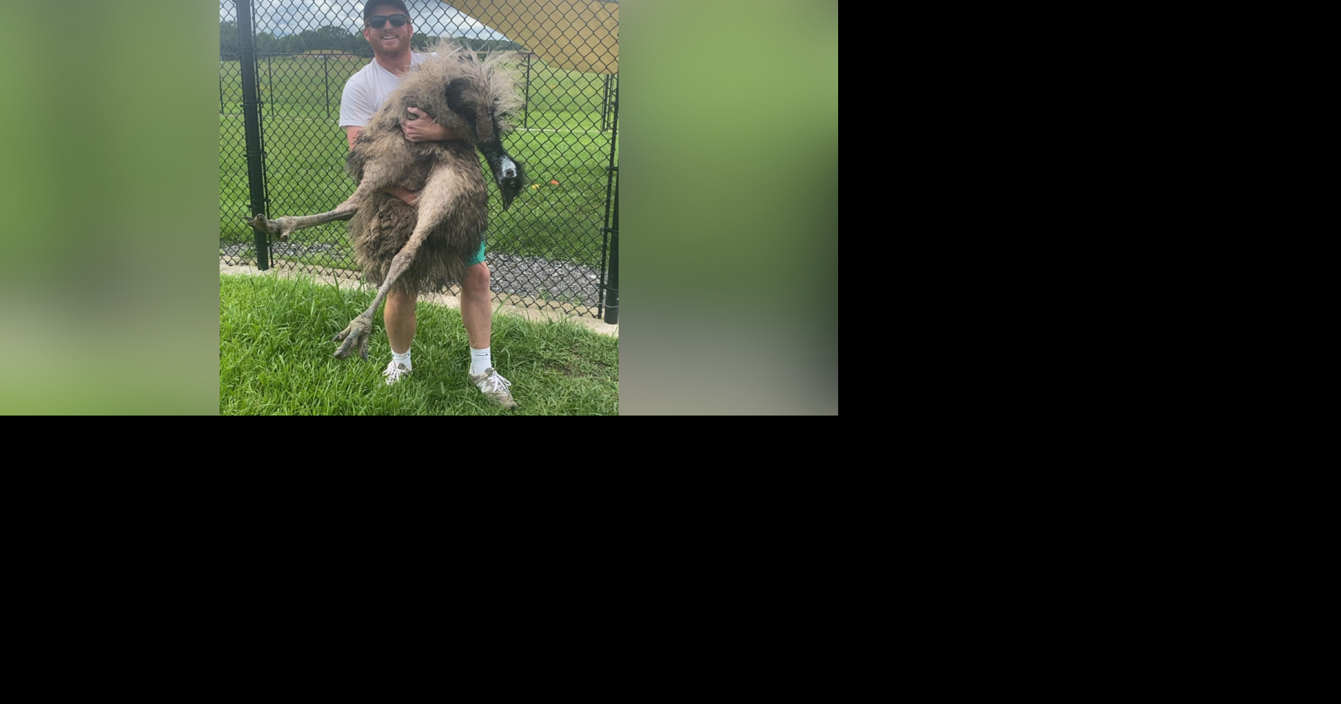 Duson wandering emu finds forever home at Texas exotic animal farm ...