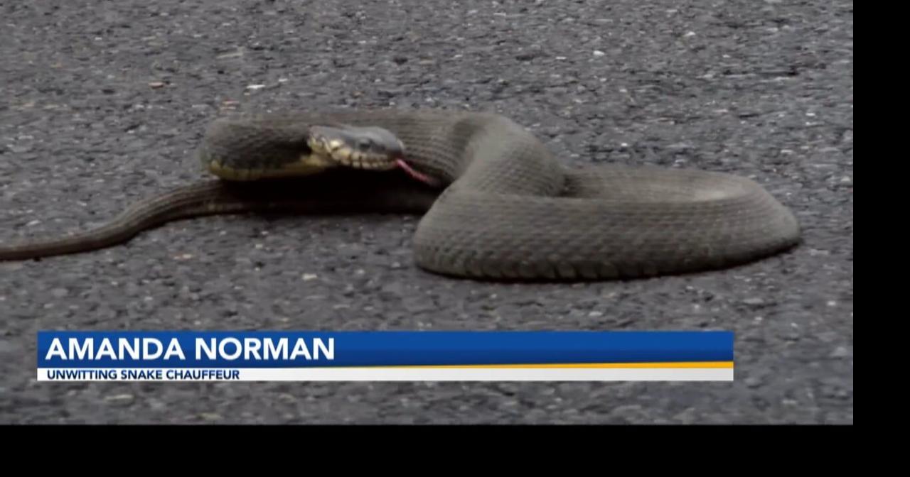 Acadiana woman finds 'aggravated' snake in her car | Local | kadn.com