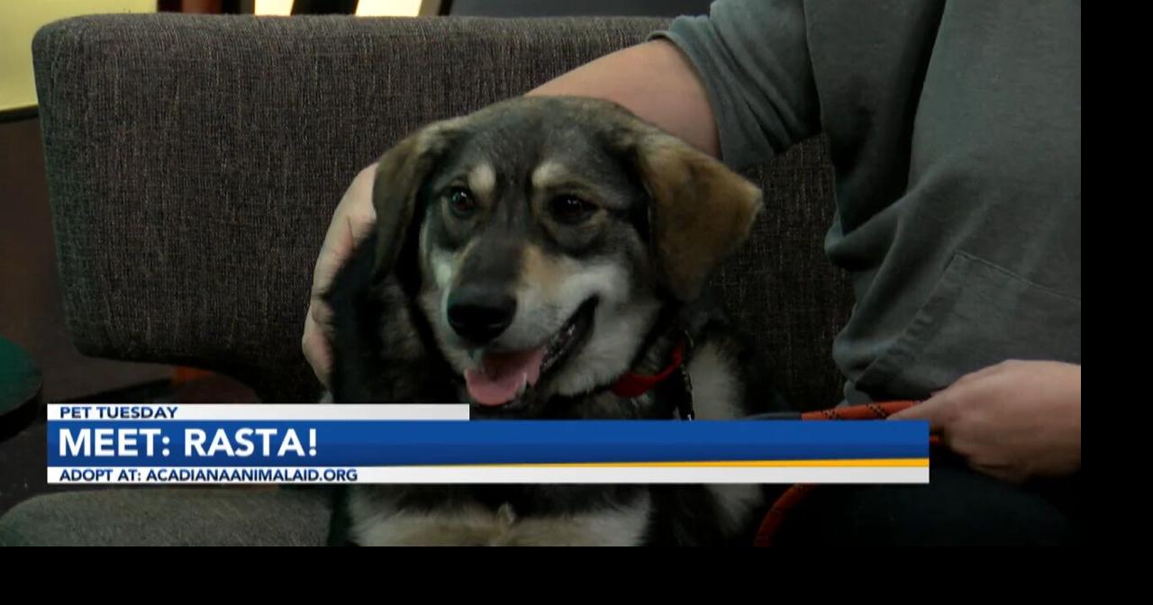 Meet Rasta! Acadiana Animal Aid's Pet of the Week | News | kadn.com