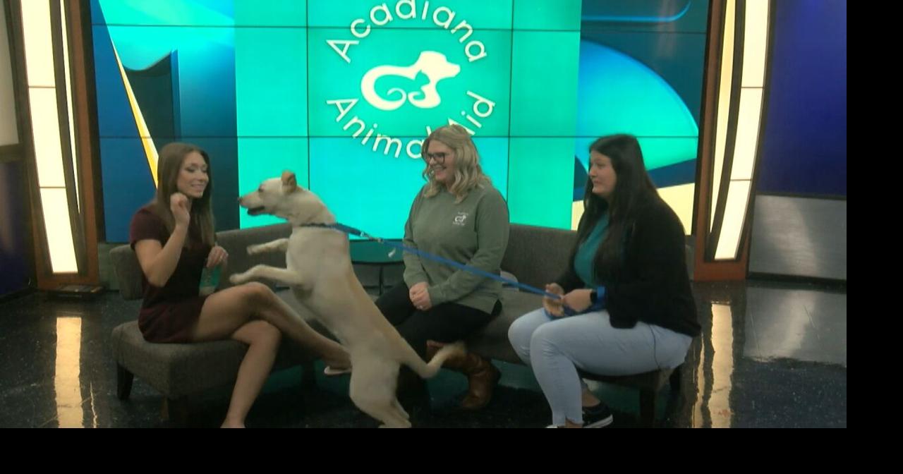 Pet Tuesday: Meet Cilantro! Cilantro Is Patiently Waiting For His New ...