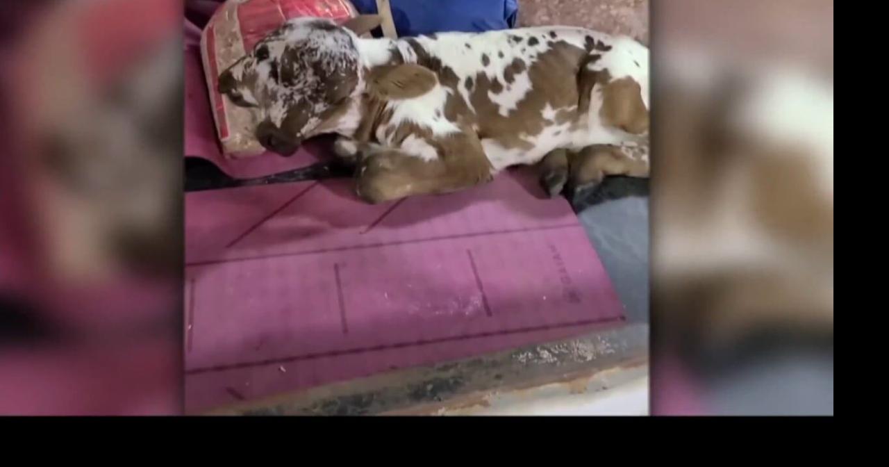 Two-faced calf named 'Deux Face' that was born at Acadian farm has died ...