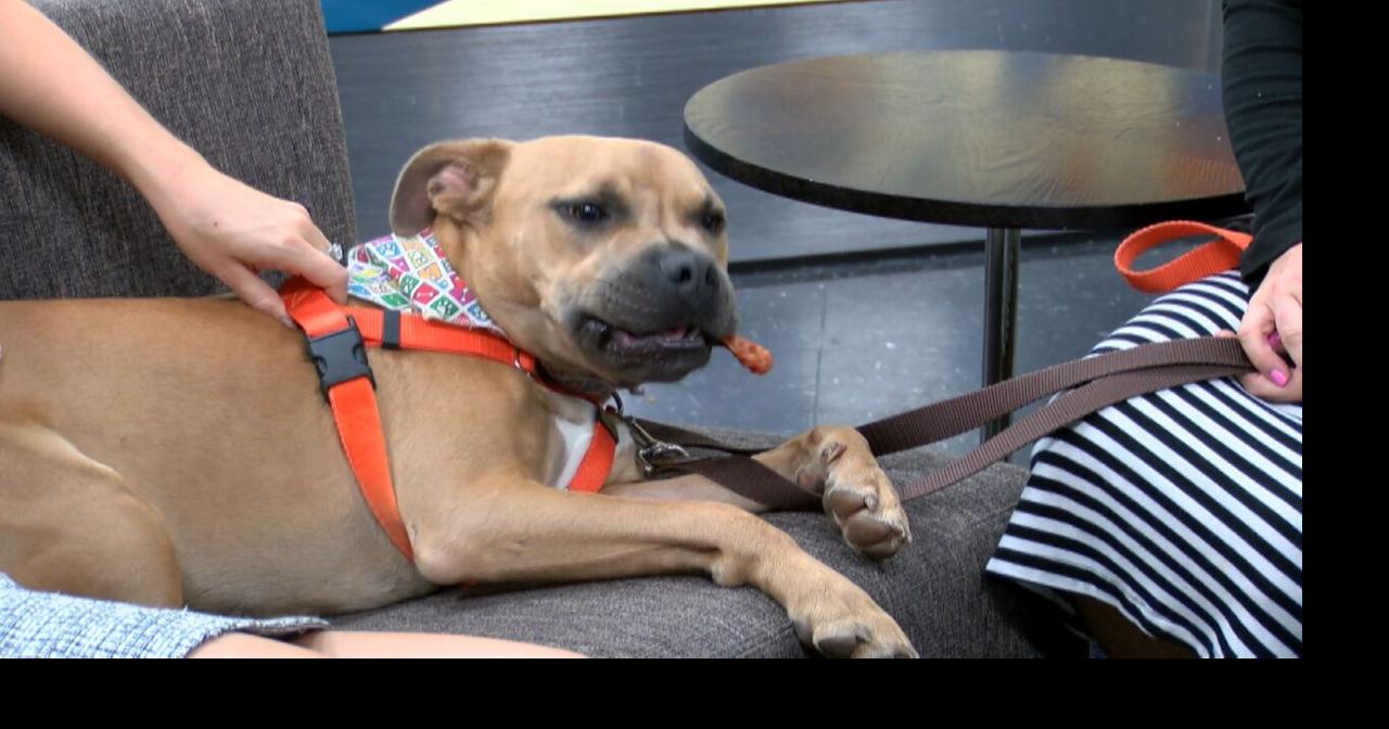 Meet Deezo! Acadiana Animal Aid's Pet of the Week! | News | kadn.com