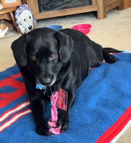 Meet a neighbor: The animal edition, Jake the rescue dog finds a new ...