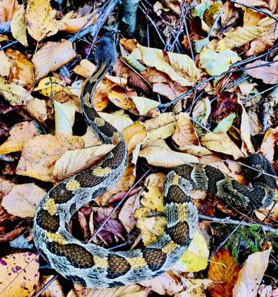 Snake search called off after week long effort | News | kanerepublican.com
