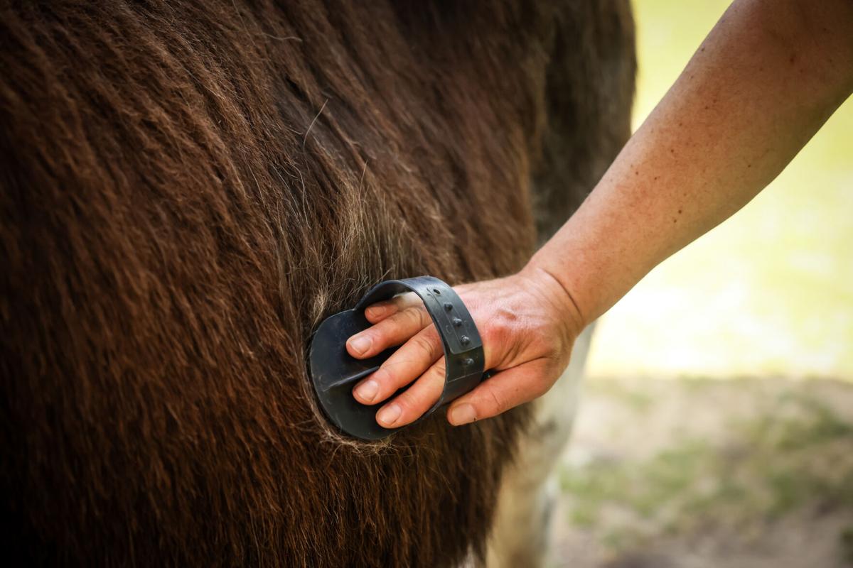 France Donkey Therapy | Living | kdhnews.com