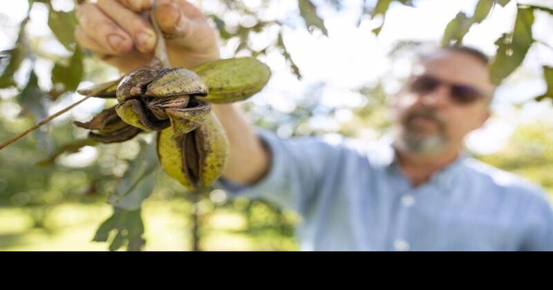 Pecan Field Day set April 4 in Waco | Region | kdhnews.com