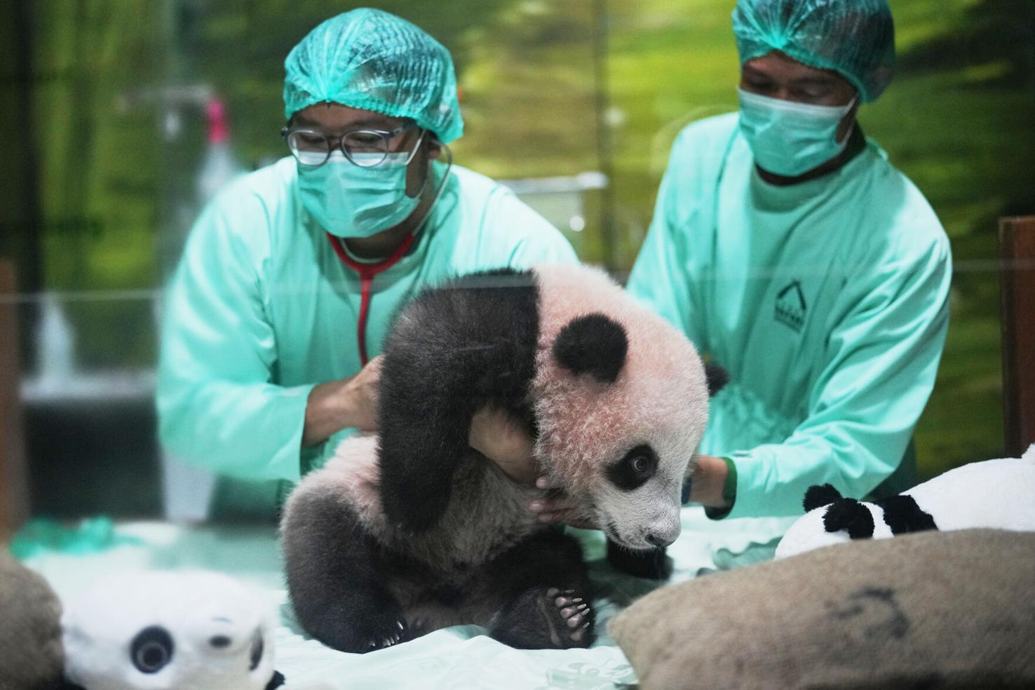 Indonesia Giant Panda | News | kdhnews.com