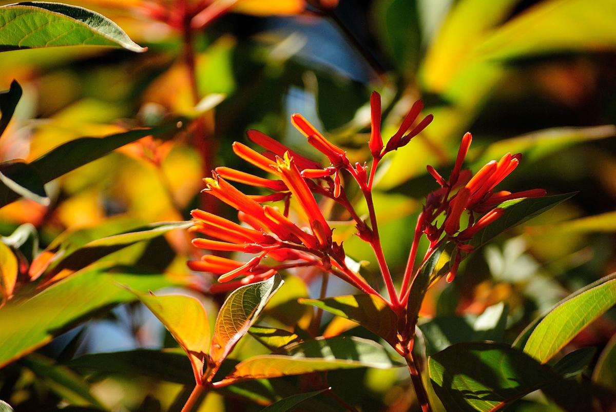 Lime Sizzler: Try this dazzling new firebush in your yard | At Home ...