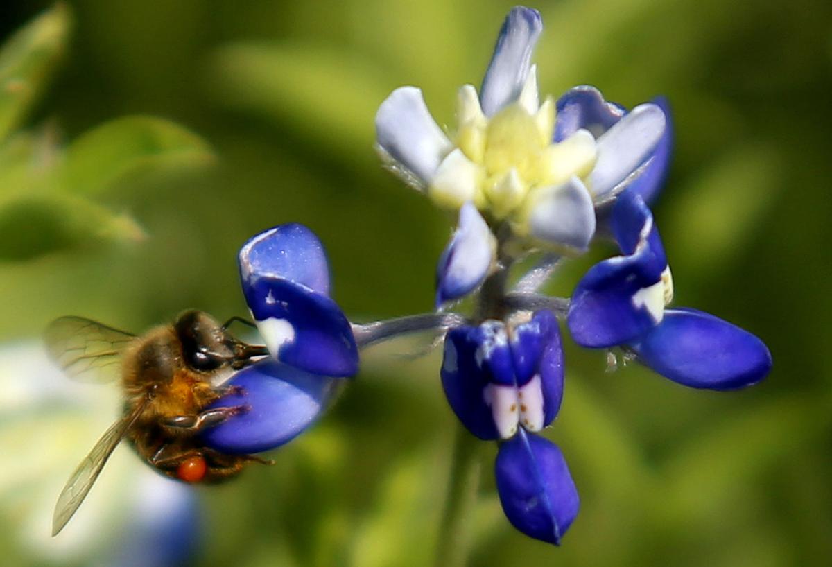 Bluebonnets in bloom: Beloved state flower attracts more than bees | At ...