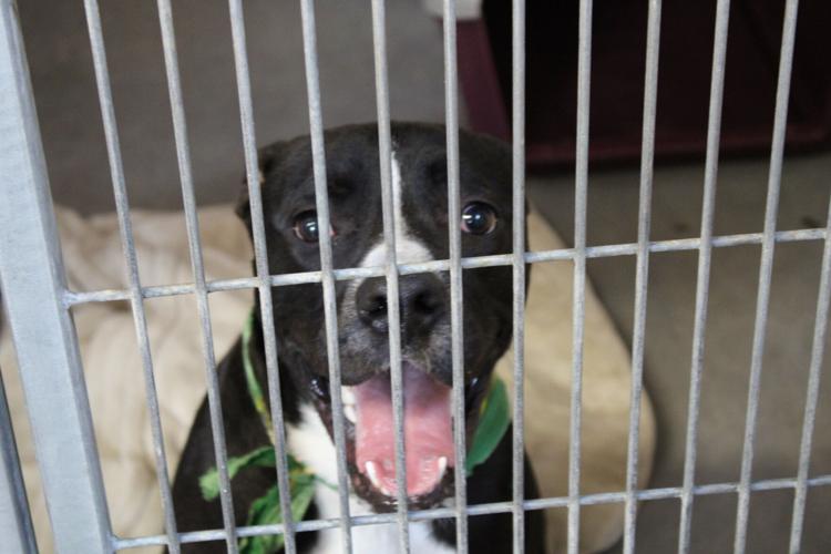 Heights families find new pets during free adoption drive | Community ...