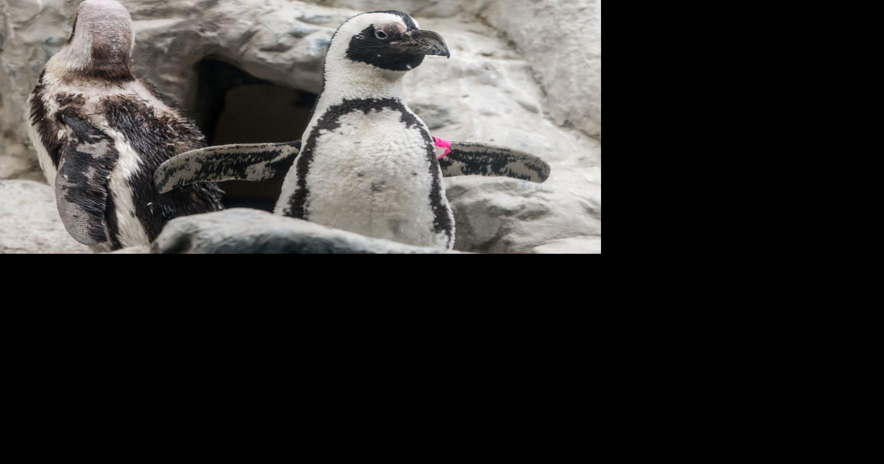 World's oldest African penguin undergoes radiation therapy for skin ...