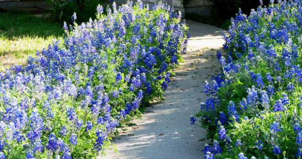 Guidelines to seeding bluebonnets | Outside Insights | kdhnews.com