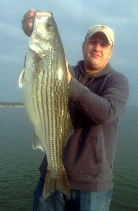Saltwater transplants: Striped bass in Texas | Outdoor Sports | kdhnews.com